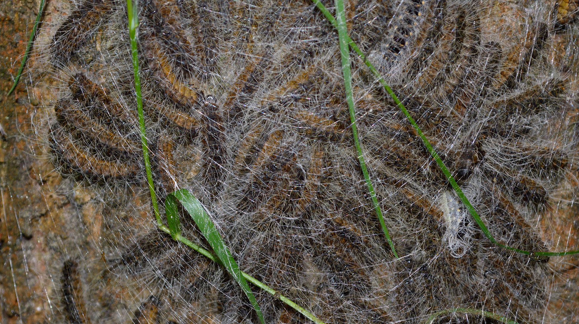 Eichenprozessionsspinner